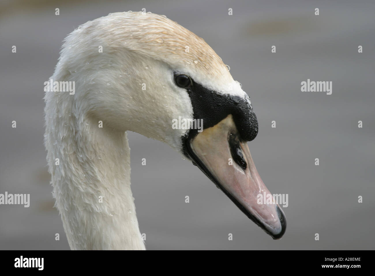 Swan head hi-res stock photography and images - Alamy