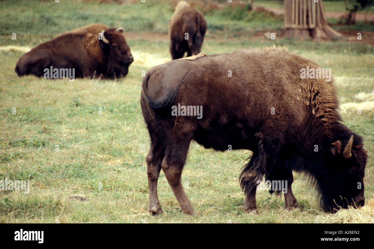 Buffalo at Werribee Open Range Zoo, Melbourne, Australia. March 2005 ...