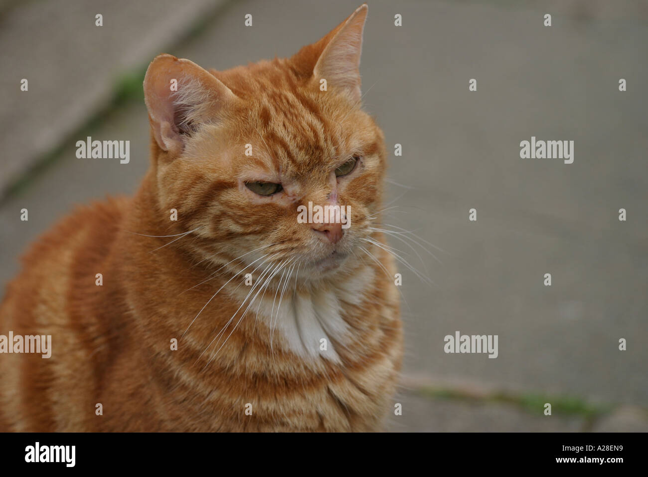 Ginger tom cat Stock Photo - Alamy