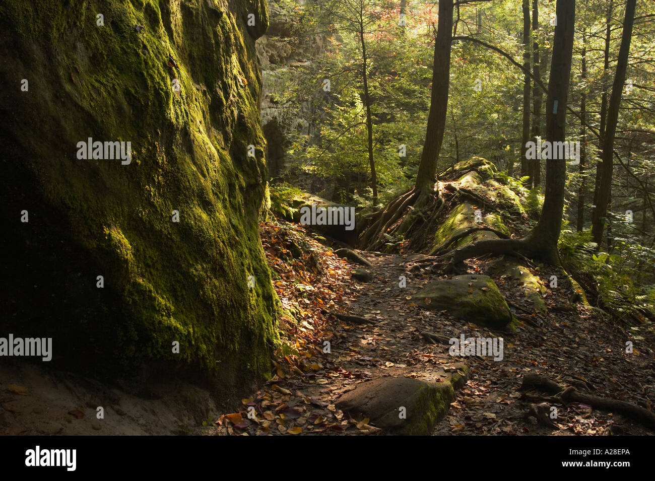 A dramatically lit path in an early autumn forest in Hocking Hills ...