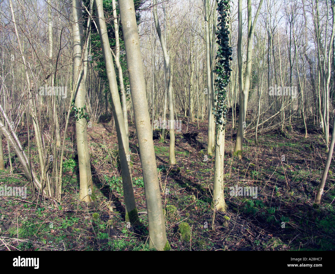 Coppiced ash tree hi-res stock photography and images - Alamy