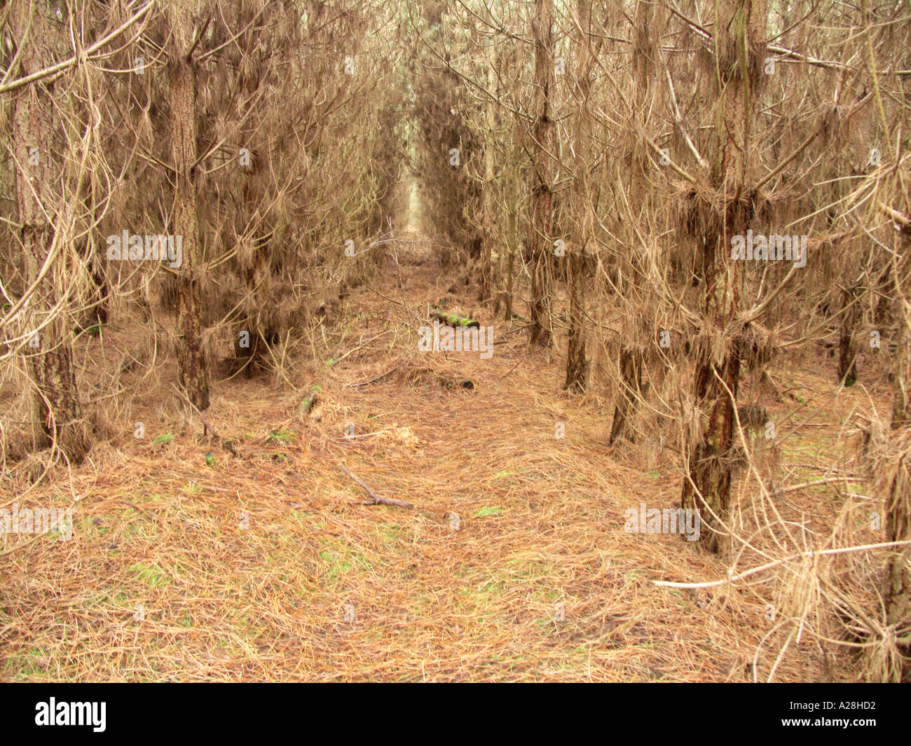 Conifer diversity hi-res stock photography and images - Alamy