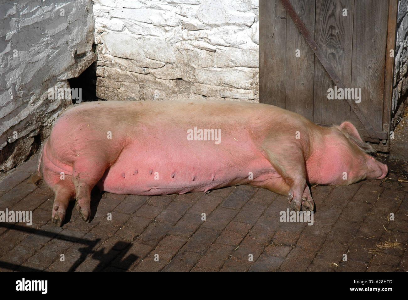 Sunbathing pig hi-res stock photography and images - Alamy
