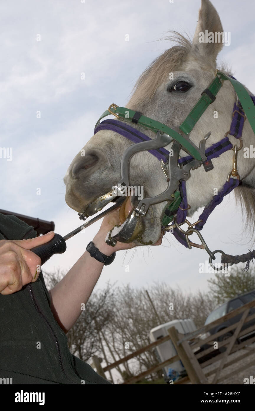 Equine Dentist rasping horses teeth Stock Photo - Alamy
