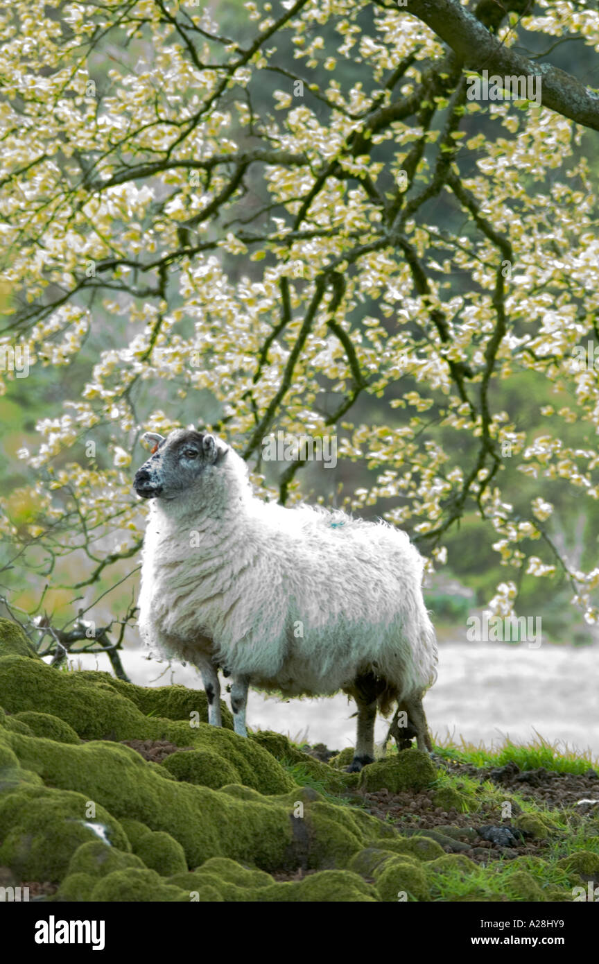 Sheep standing under tree hi-res stock photography and images - Alamy