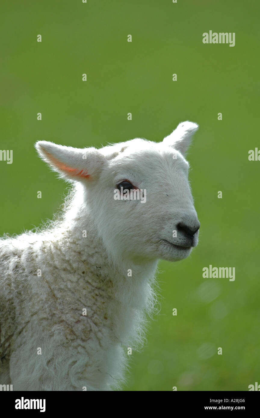 Portrait of young Lamb Stock Photo - Alamy
