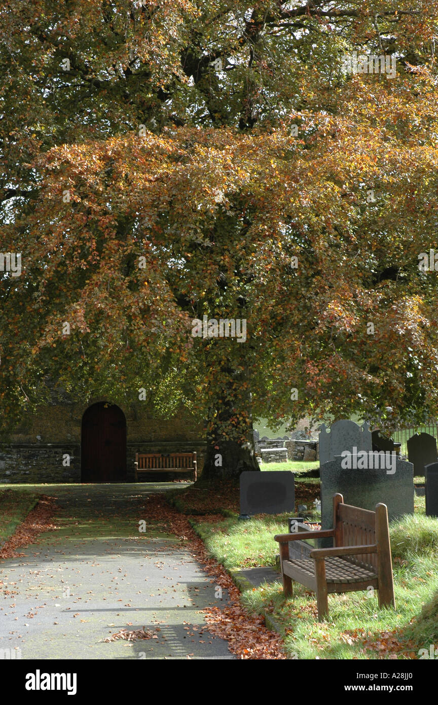 Churchyard scene with large autumnal tree Stock Photo - Alamy