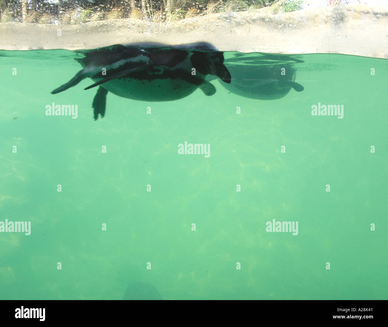 Penguins swimming through glass Colchester zoo Stock Photo - Alamy