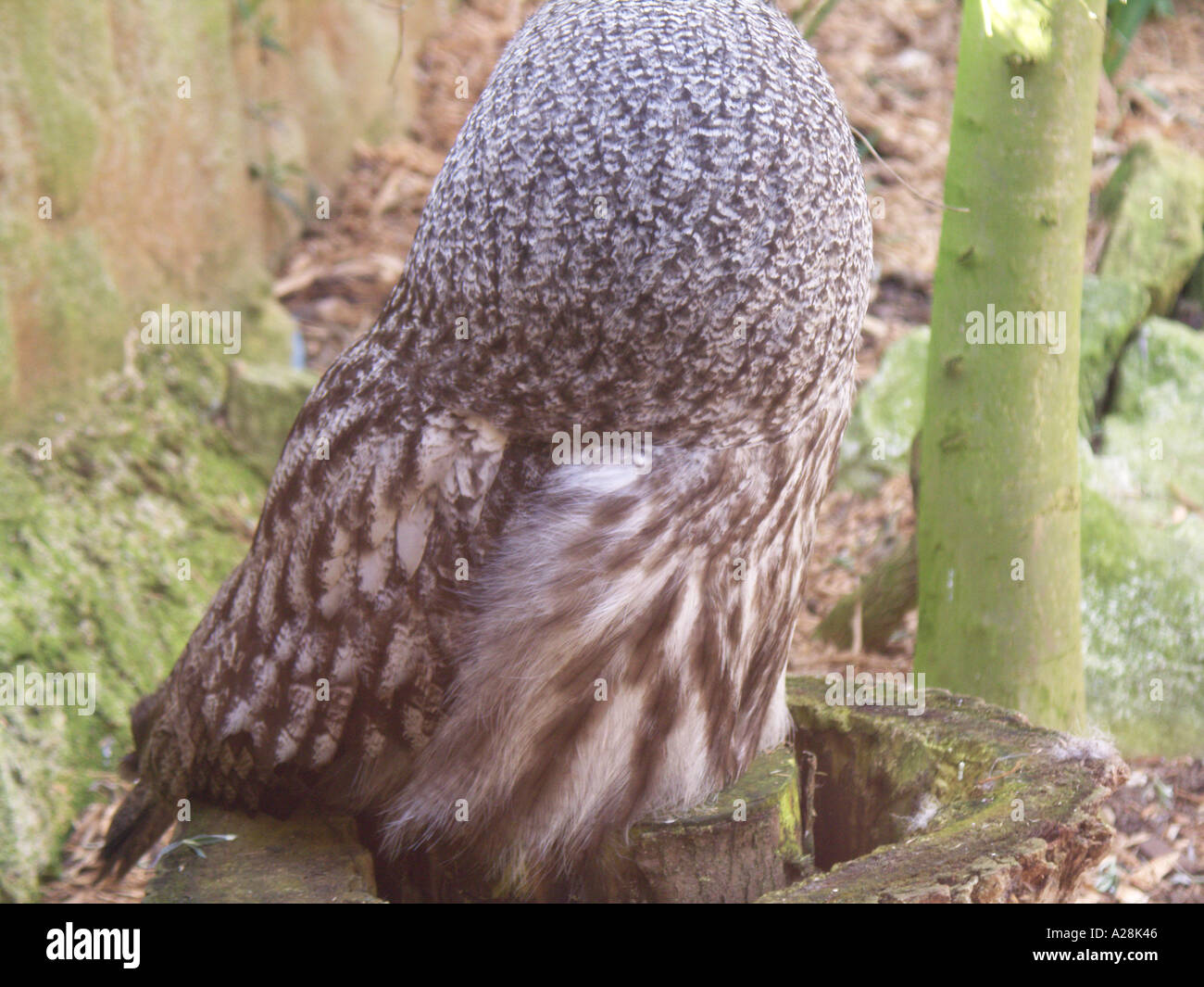 Owl turned head hi-res stock photography and images - Alamy