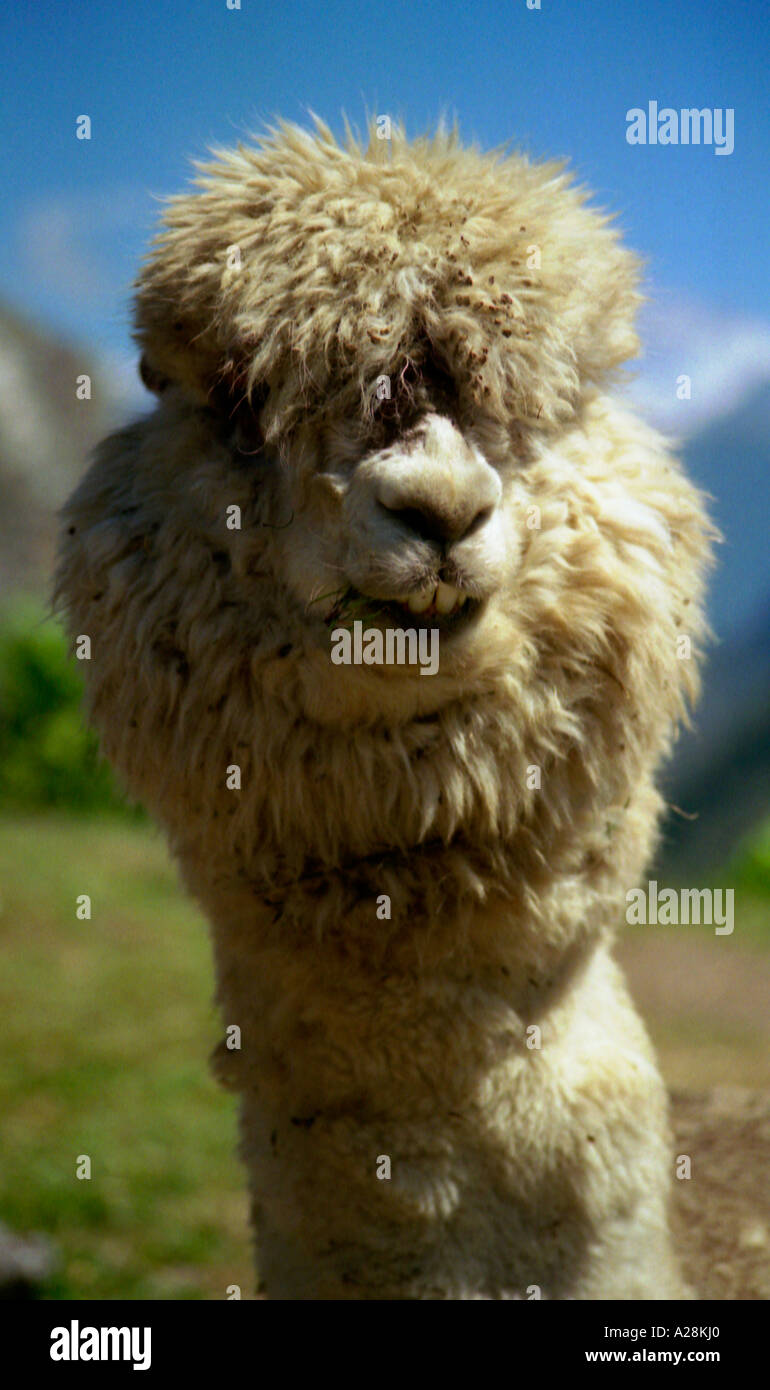 Portrait of an alpaca, Peru Stock Photo - Alamy
