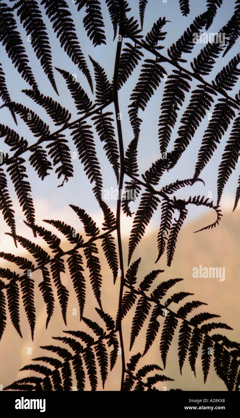 Silhouette of fern frond in cloud forest on the Inca Trail en route to ...
