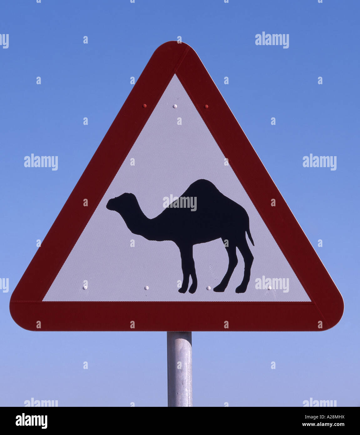 Sign warning camels desert hi-res stock photography and images - Alamy