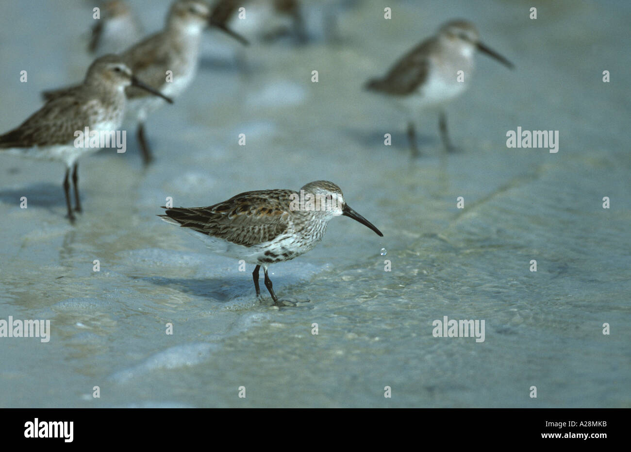 Watching for birds on shingle beach hi-res stock photography and images ...