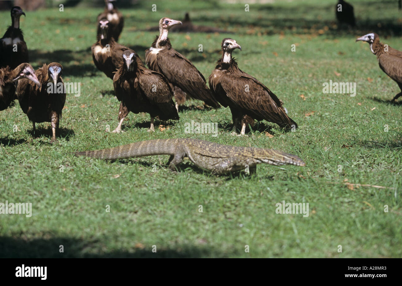 Hooded Vultures Necrosyrtes monachus Watching Moniter Lizard on Lawn In ...