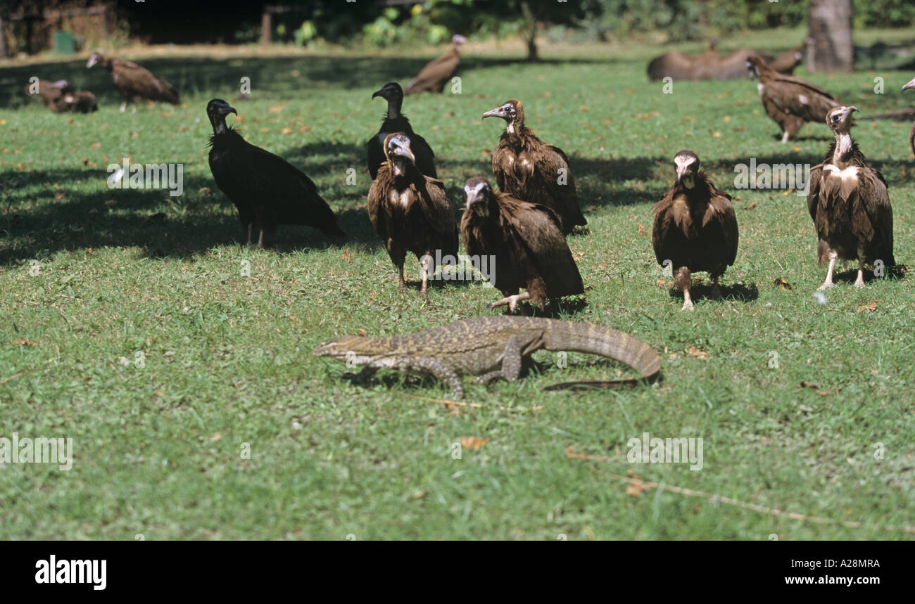 Hooded Vultures Necrosyrtes monachus Watching Moniter lizard on Lawn In ...