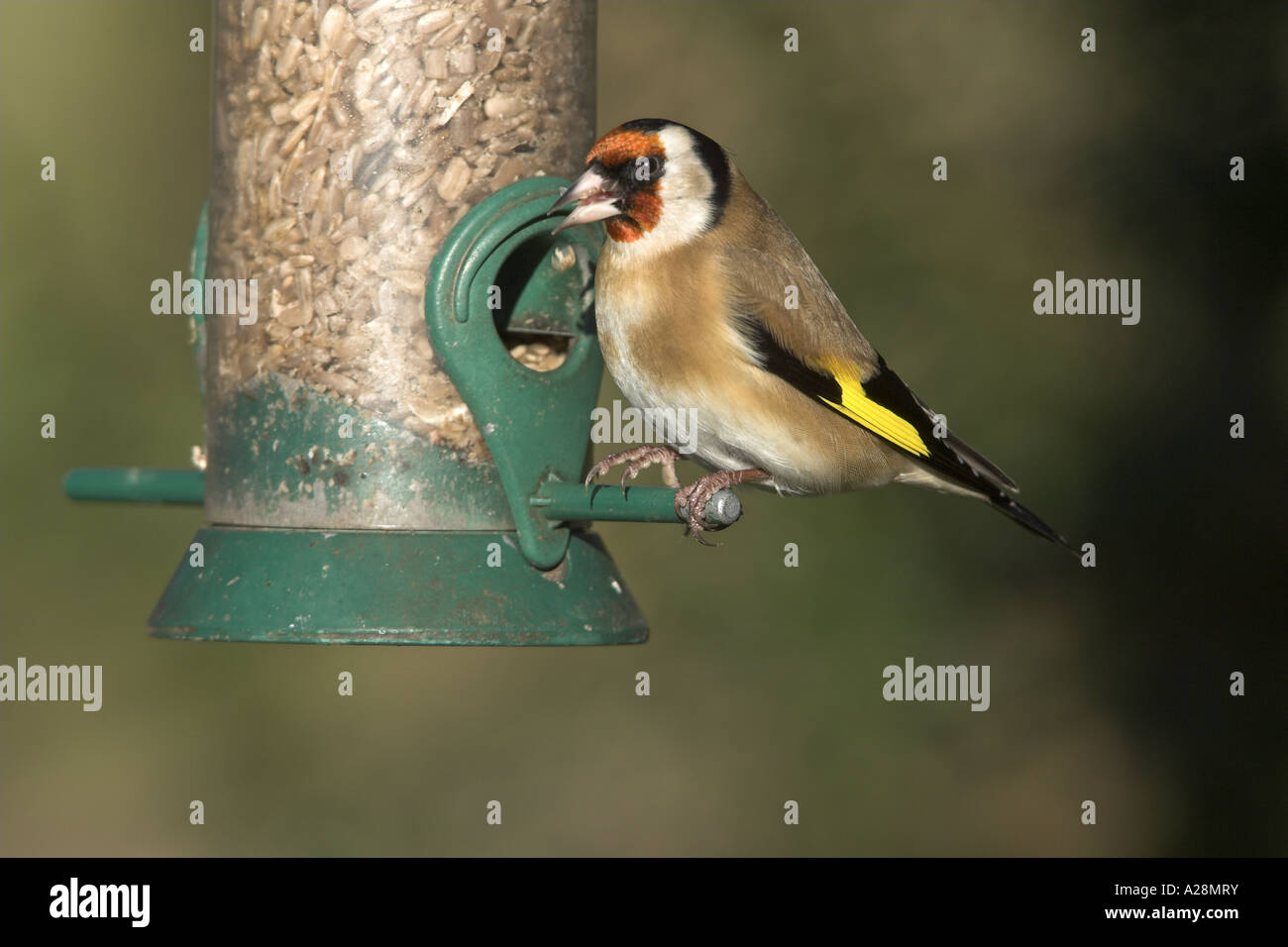 European Goldfinch Carduelis carduelis adult at sunflower seed feeder ...