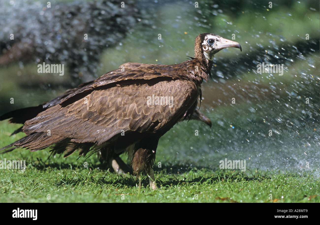 Hooded Vulture Necrosyrtes monachus Bathing on Lawn Sprinkler In Hotel ...