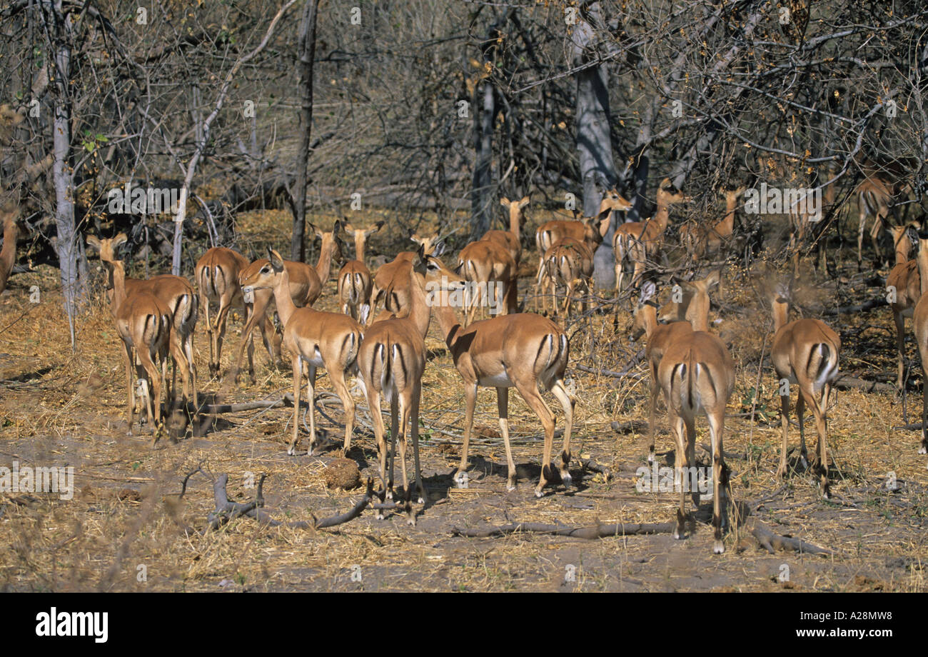 Group animal savanah safari hi-res stock photography and images - Alamy