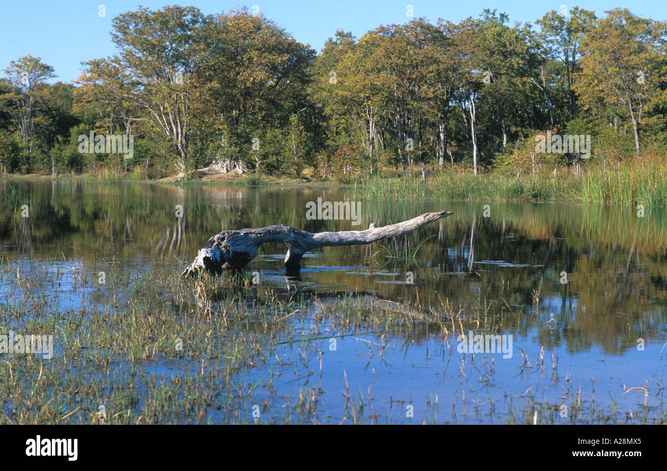Decaying Tree Resembling Prehistoric Monster Stock Photo - Alamy