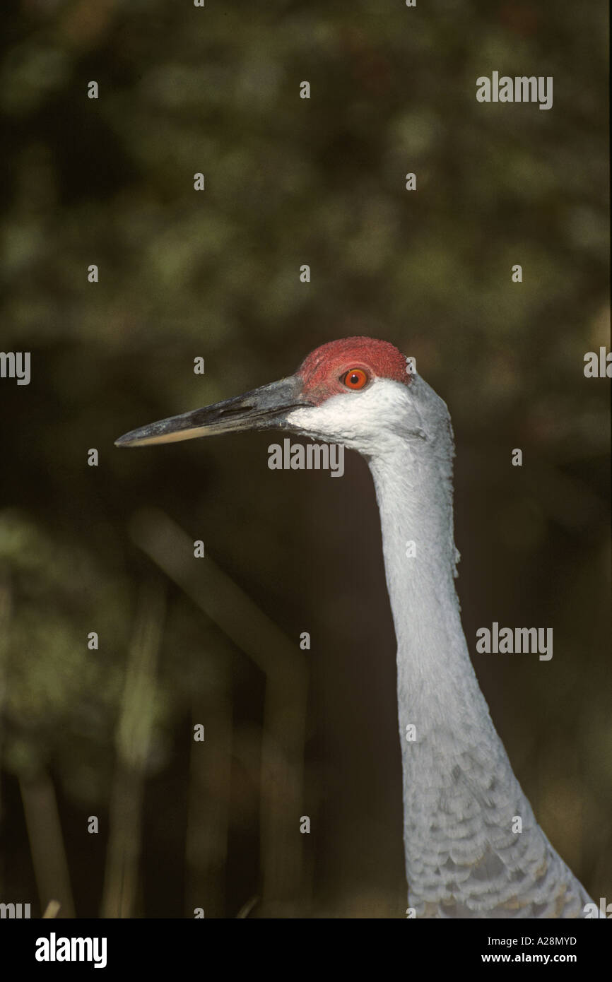 Anadensis hi-res stock photography and images - Alamy