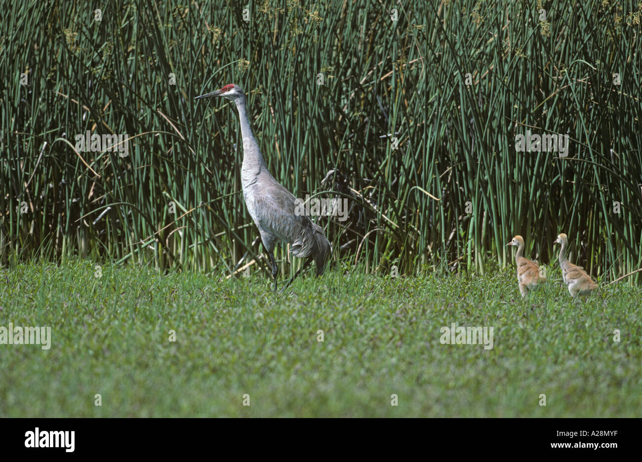 Anadensis hi-res stock photography and images - Alamy