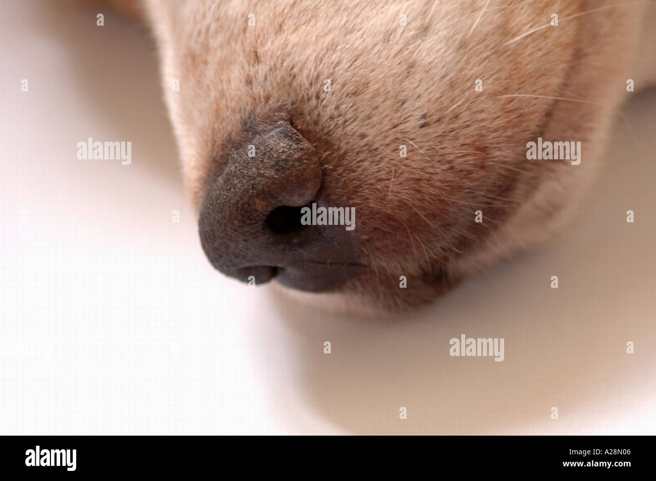 canine domestic Dog senses smell Stock Photo - Alamy