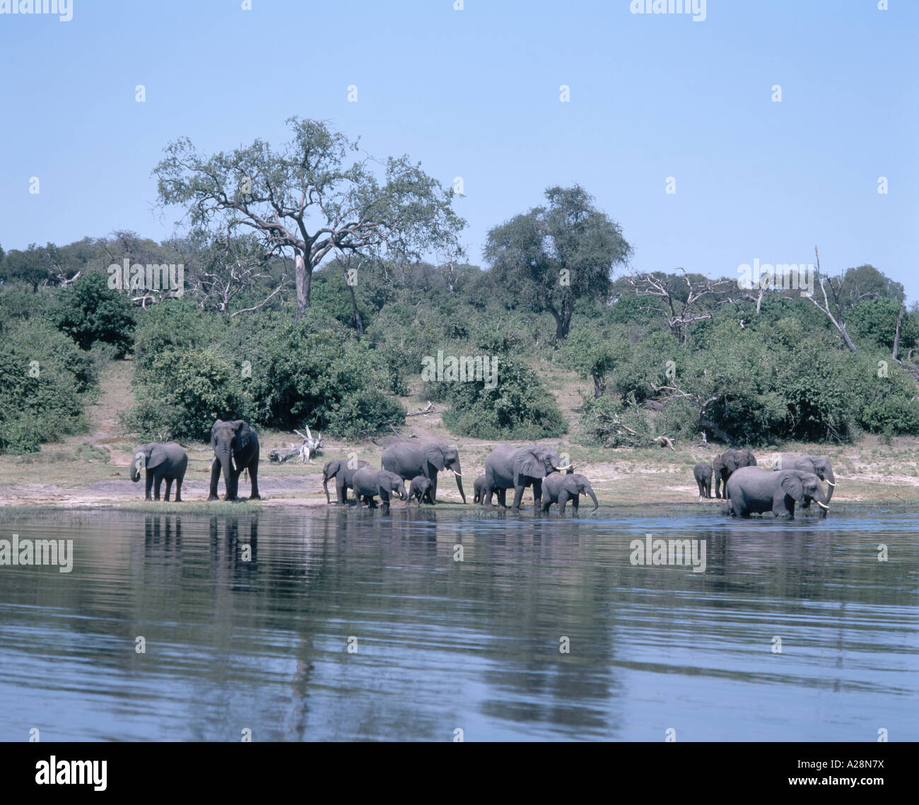 Elephants Playing In River, Chobe National Park, Chobe, Republic of ...
