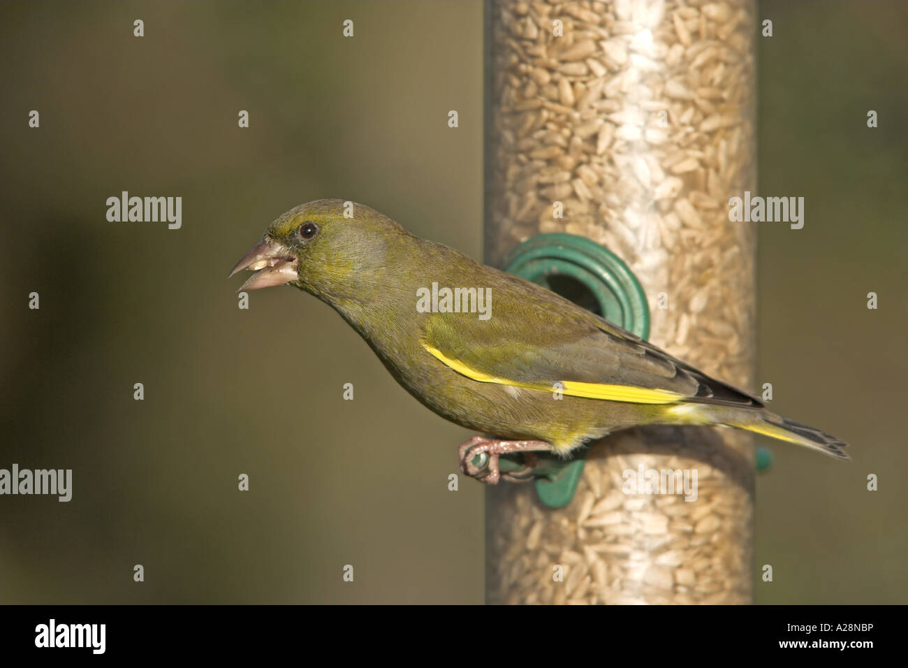 European Greenfinch Carduelis chloris adult at sunflower seed feeder ...