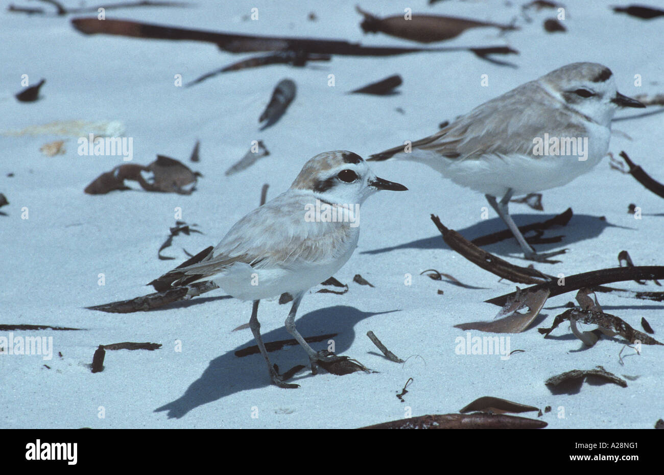 Snowy Plover Chadrius alexandrinus Estero Island Florida USA Stock ...
