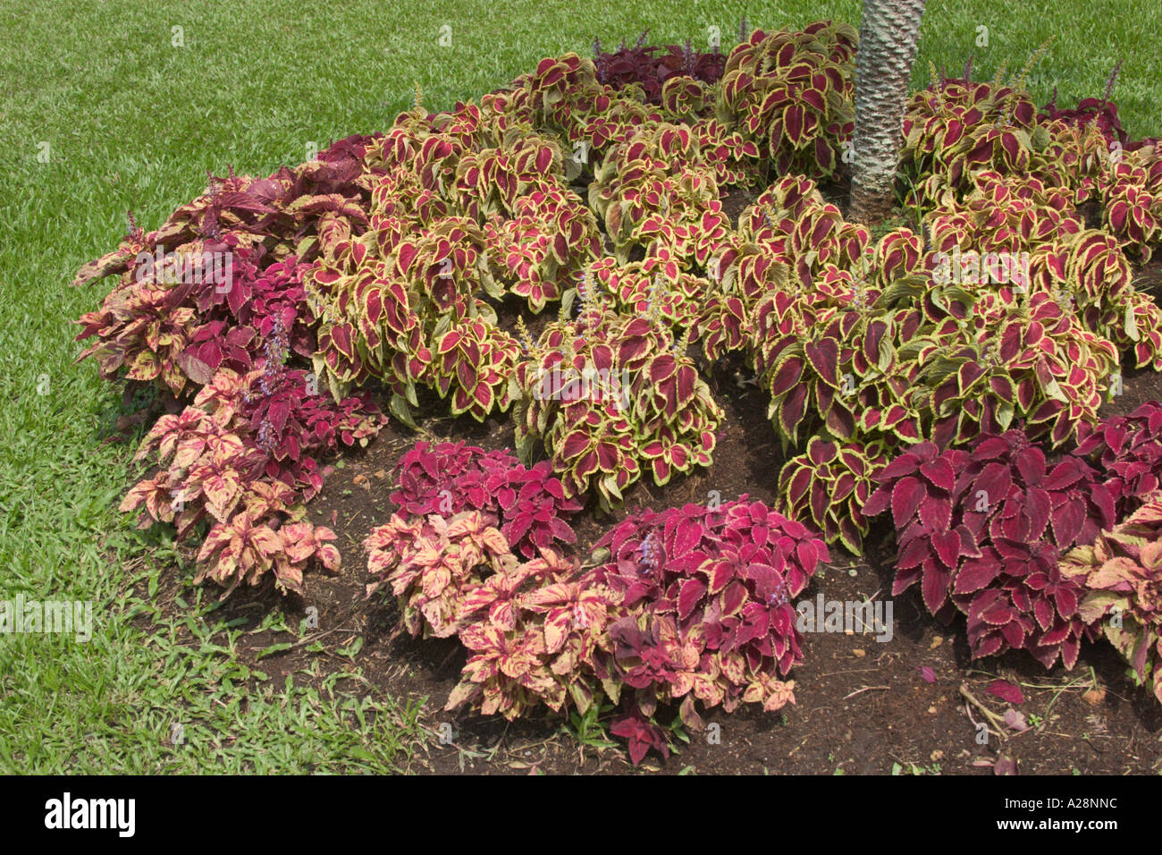 heart shaped leaves coleus Stock Photo - Alamy