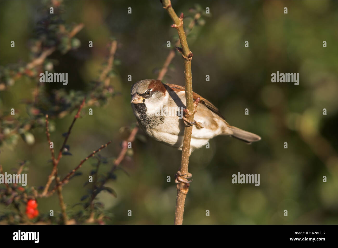 House Sparrow Passer domesticus adult male perched in a twig, Todwick ...