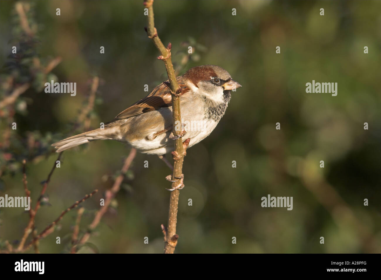 House Sparrow Passer domesticus adult male perched in a twig, Todwick ...