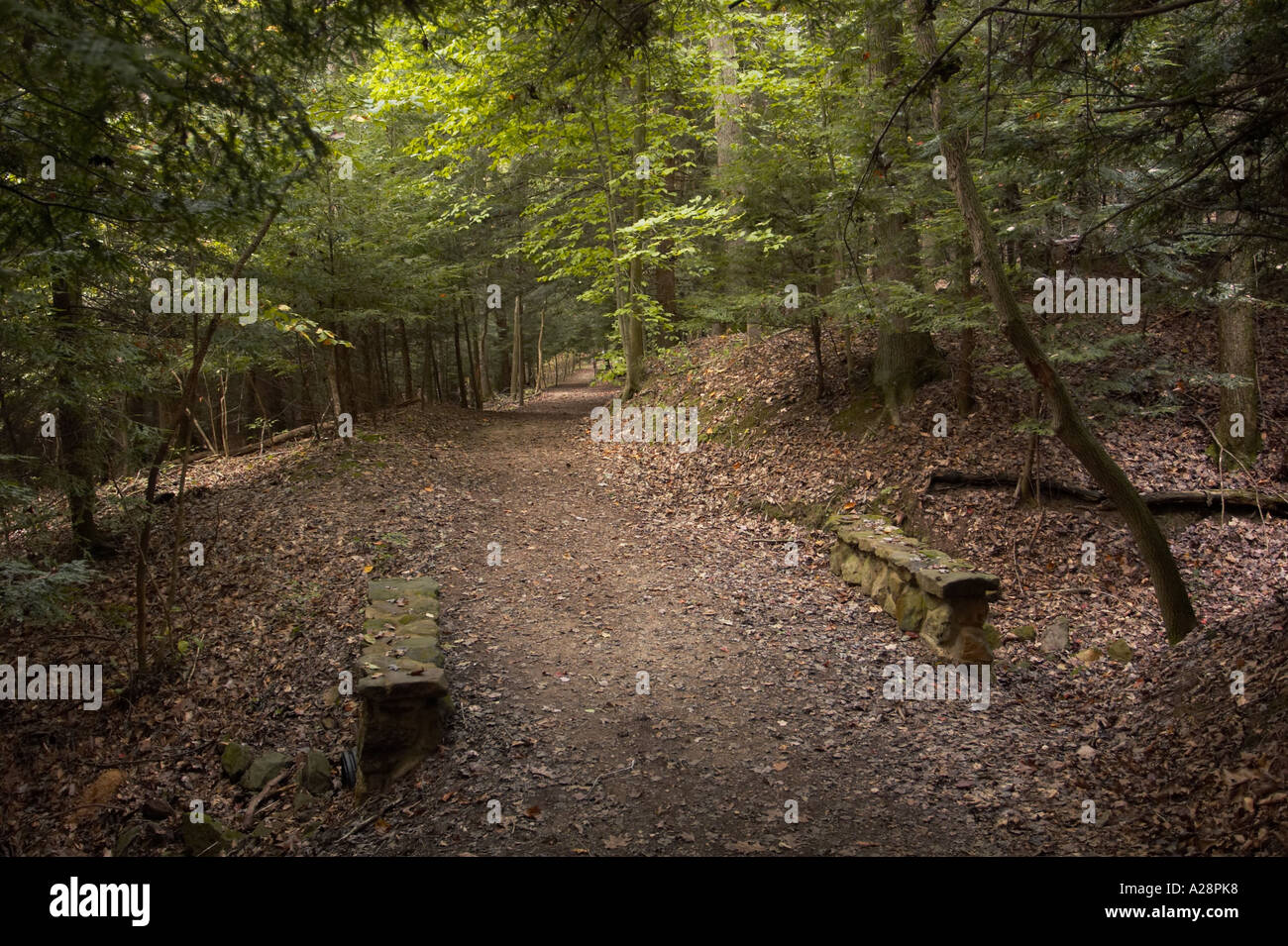 A dramatically lit path in an early autumn forest in Hocking Hills ...