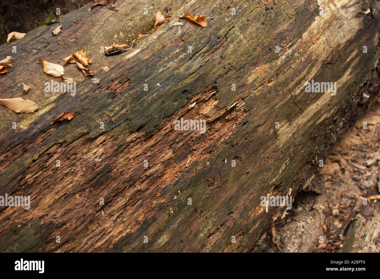 A fallen and rotting tree in Hocking Hills State Park, Ohio Stock Photo ...