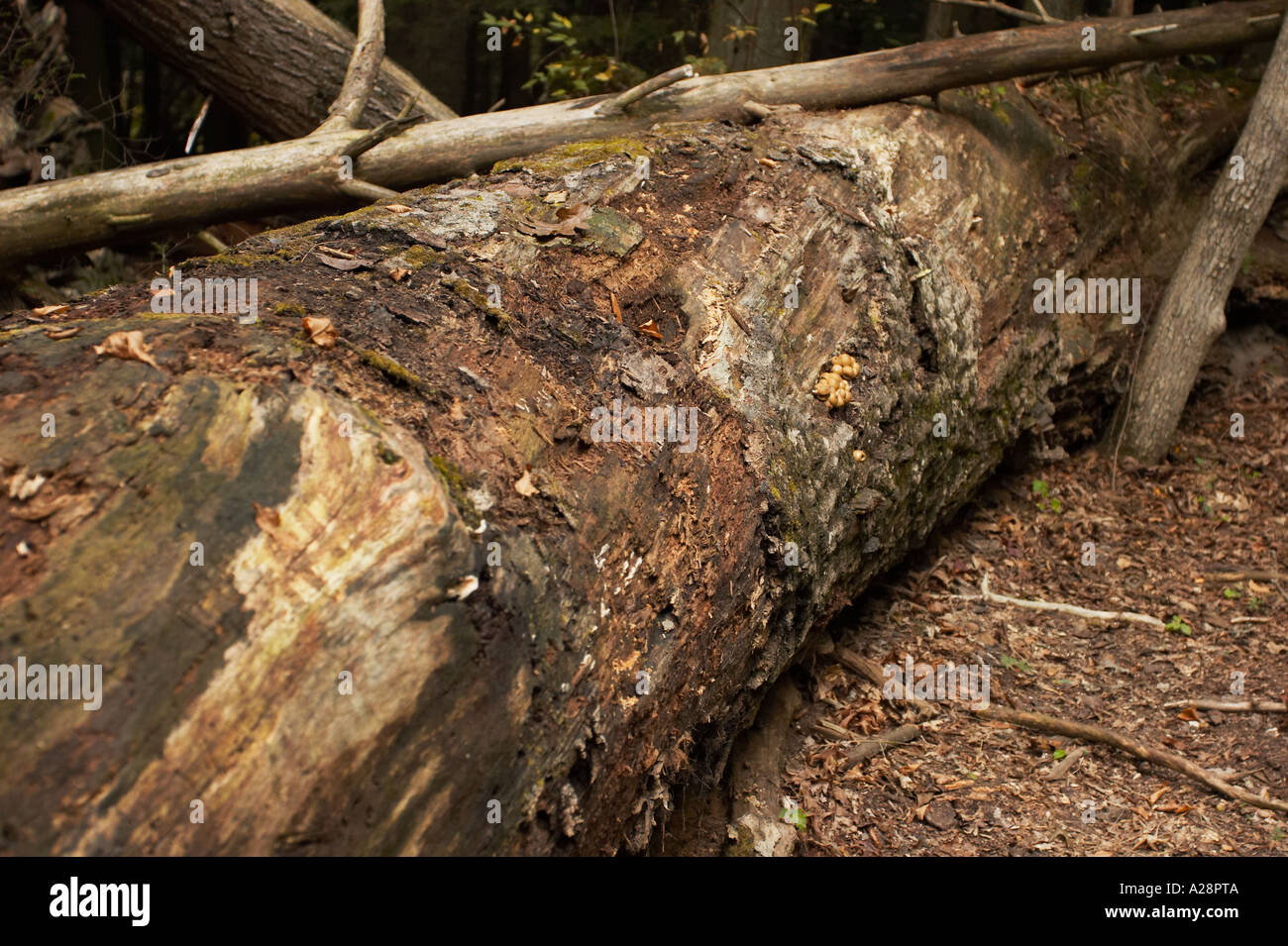 A fallen and rotting tree in Hocking Hills State Park, Ohio Stock Photo ...