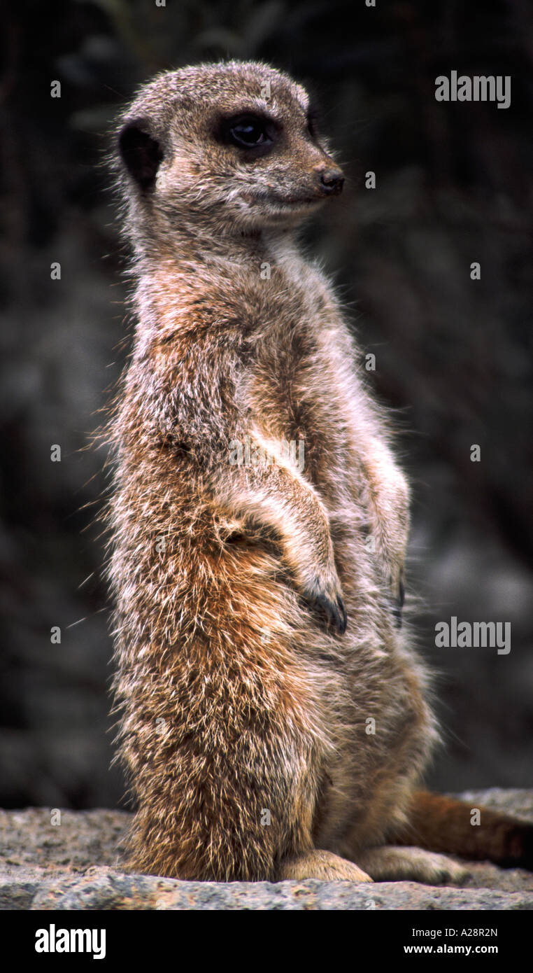 Meerkat on hind legs Stock Photo - Alamy
