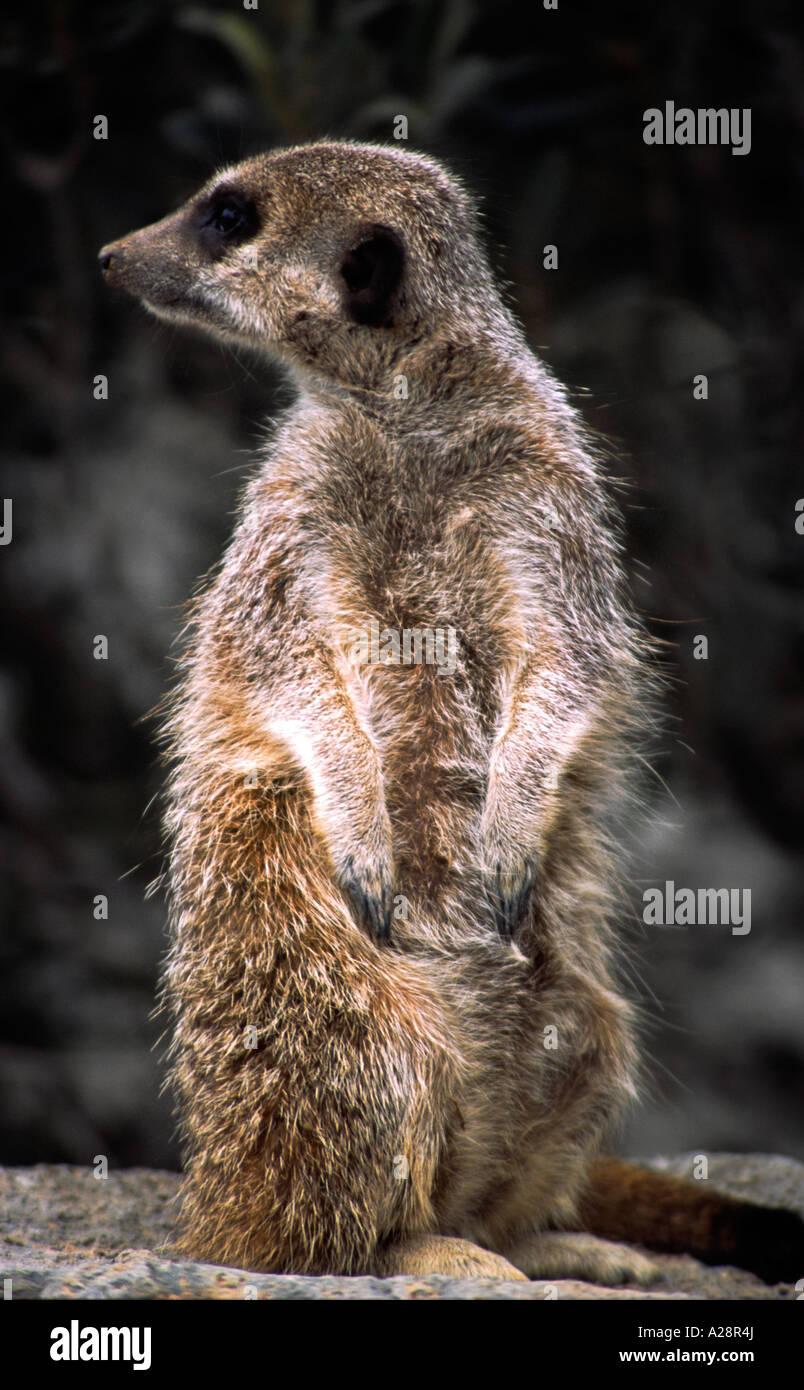 who said that Stock Photo - Alamy