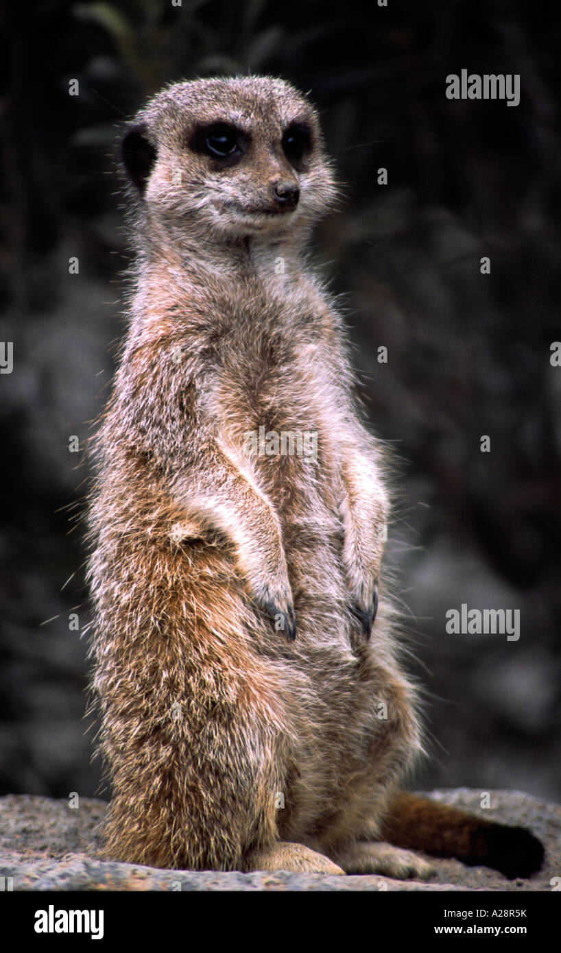 Meerkat colonies hi-res stock photography and images - Alamy