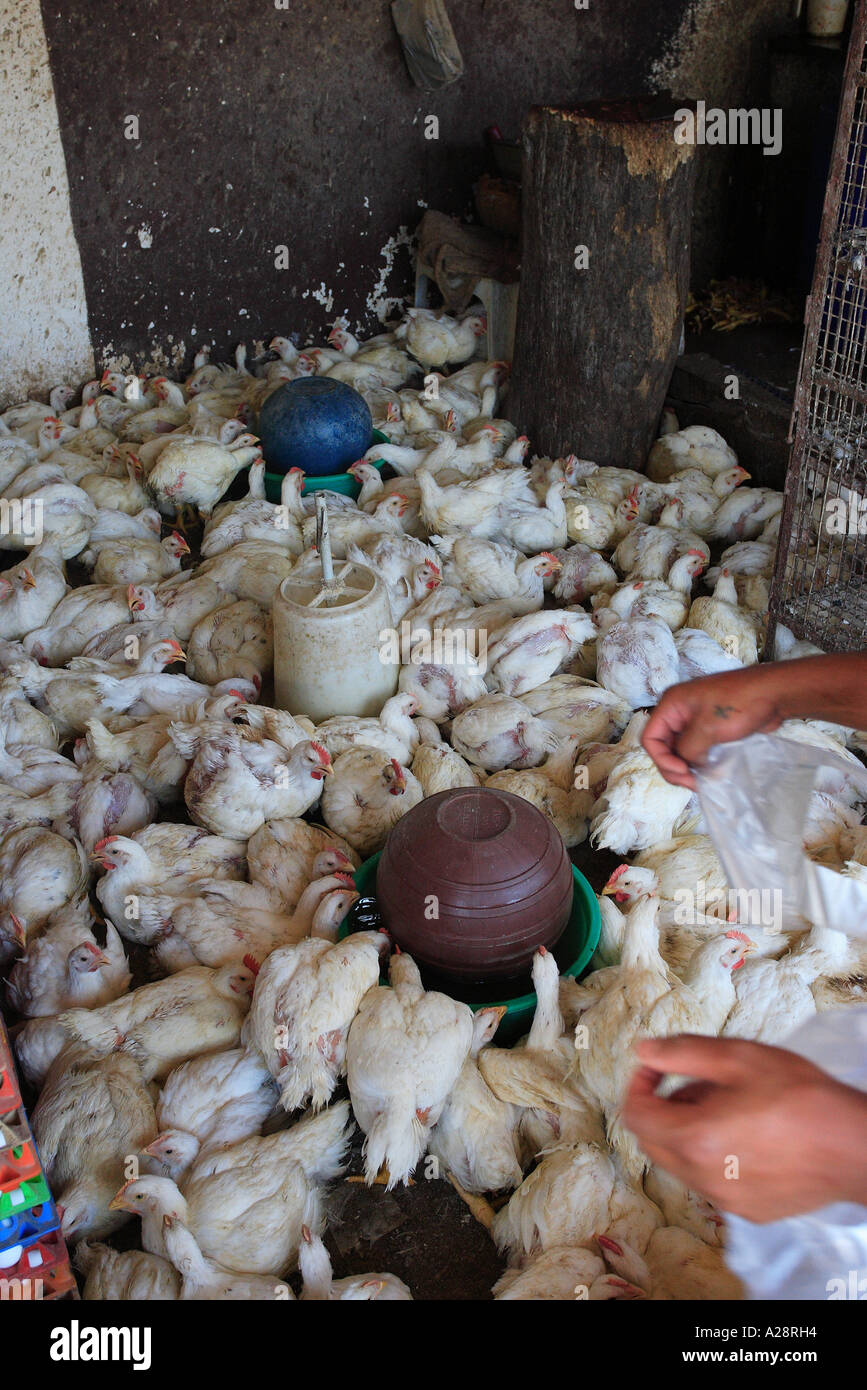 Butchers selling fresh chicken Mapusa market Goa India Stock Photo - Alamy