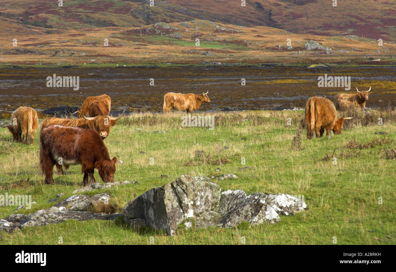 Highland cattle on mull hi-res stock photography and images - Alamy
