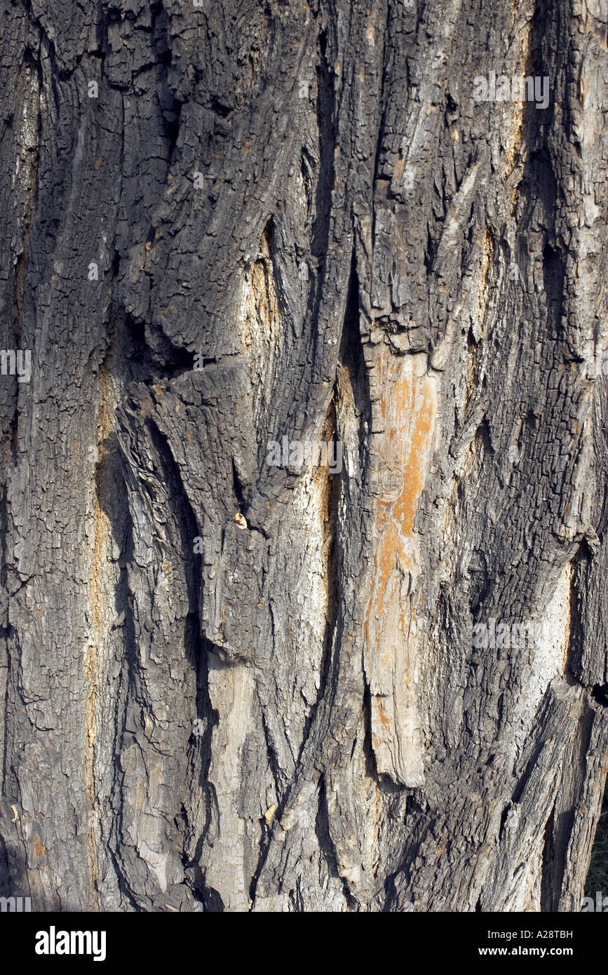 Bark on a tree Stock Photo - Alamy
