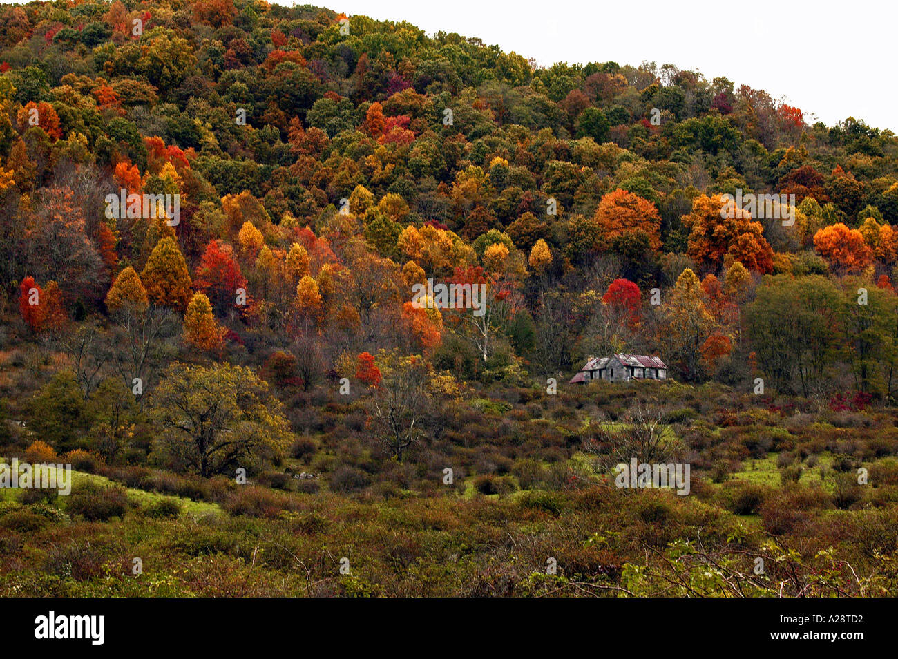Fall Foliage in West Virginia USA Stock Photo - Alamy