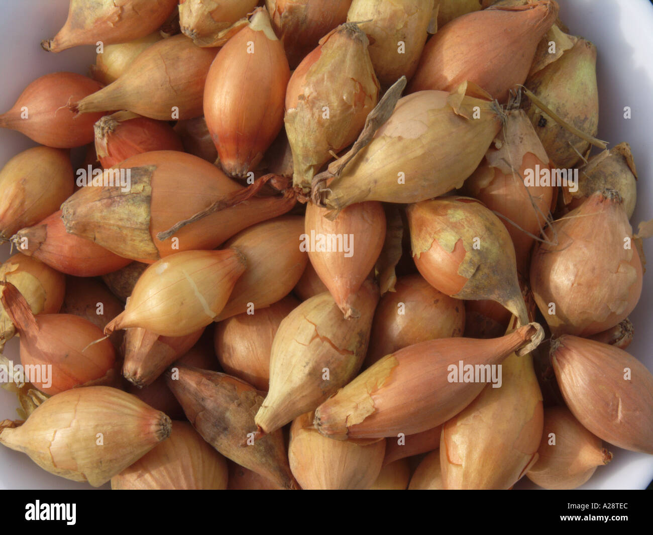 Onion from sets hi-res stock photography and images - Alamy