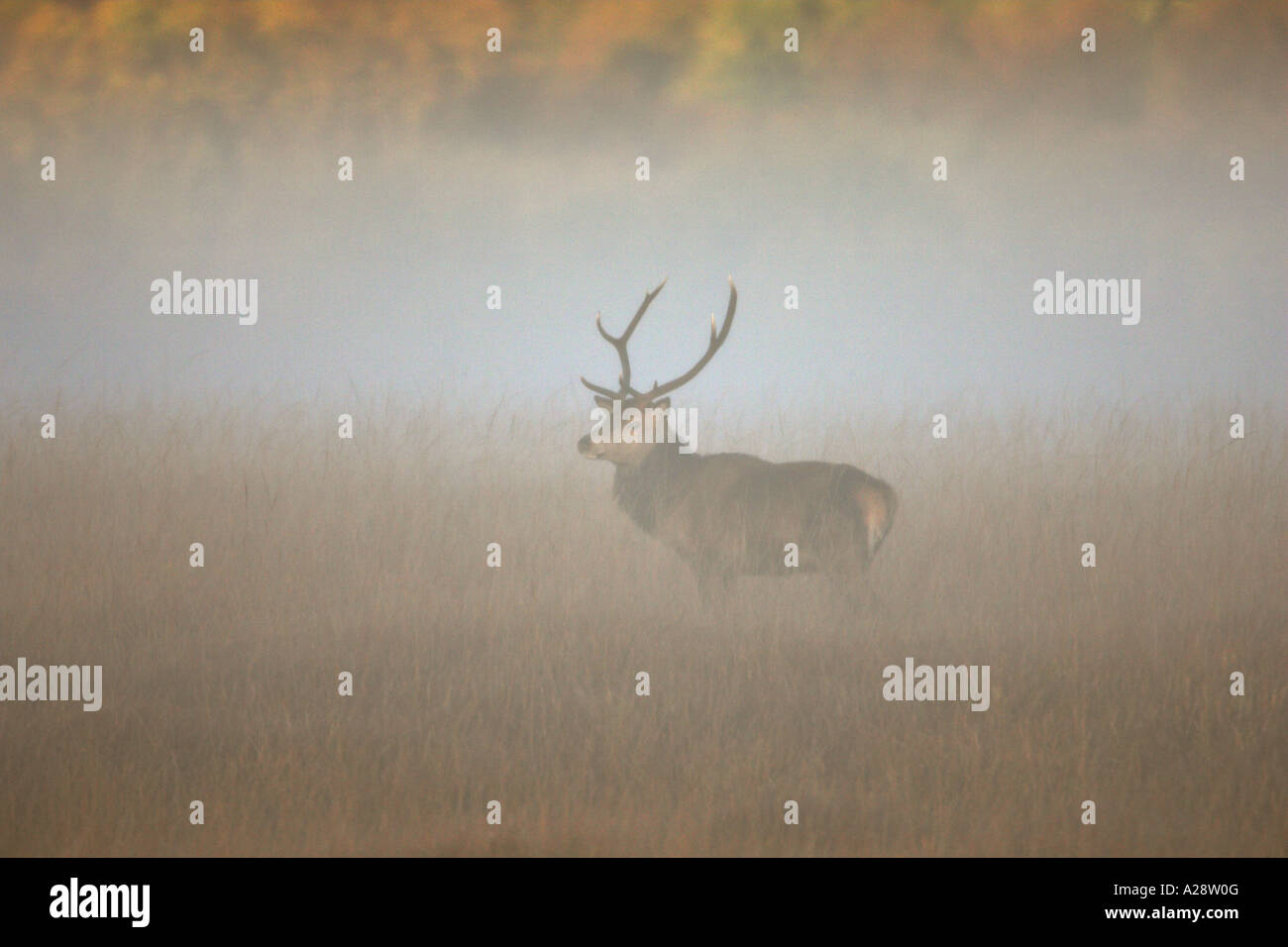 Adult red deer stag in mist hi-res stock photography and images - Alamy
