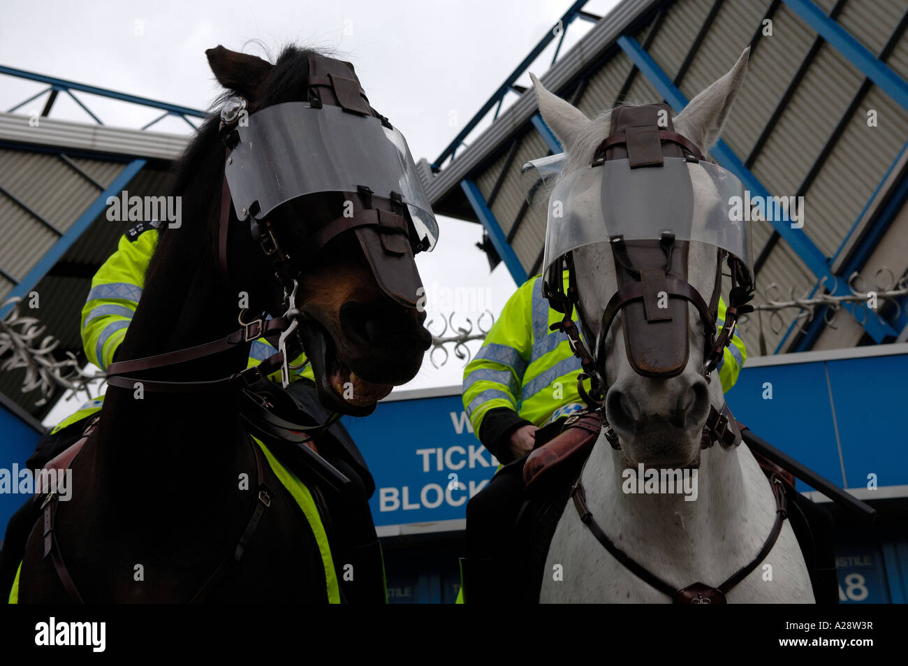 Police Horses outside Millwall FC Stock Photo - Alamy Police Horses outside Millwall FC Stock Photo - Alamy