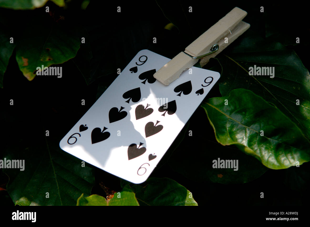 Nine of clubs hi-res stock photography and images - Alamy