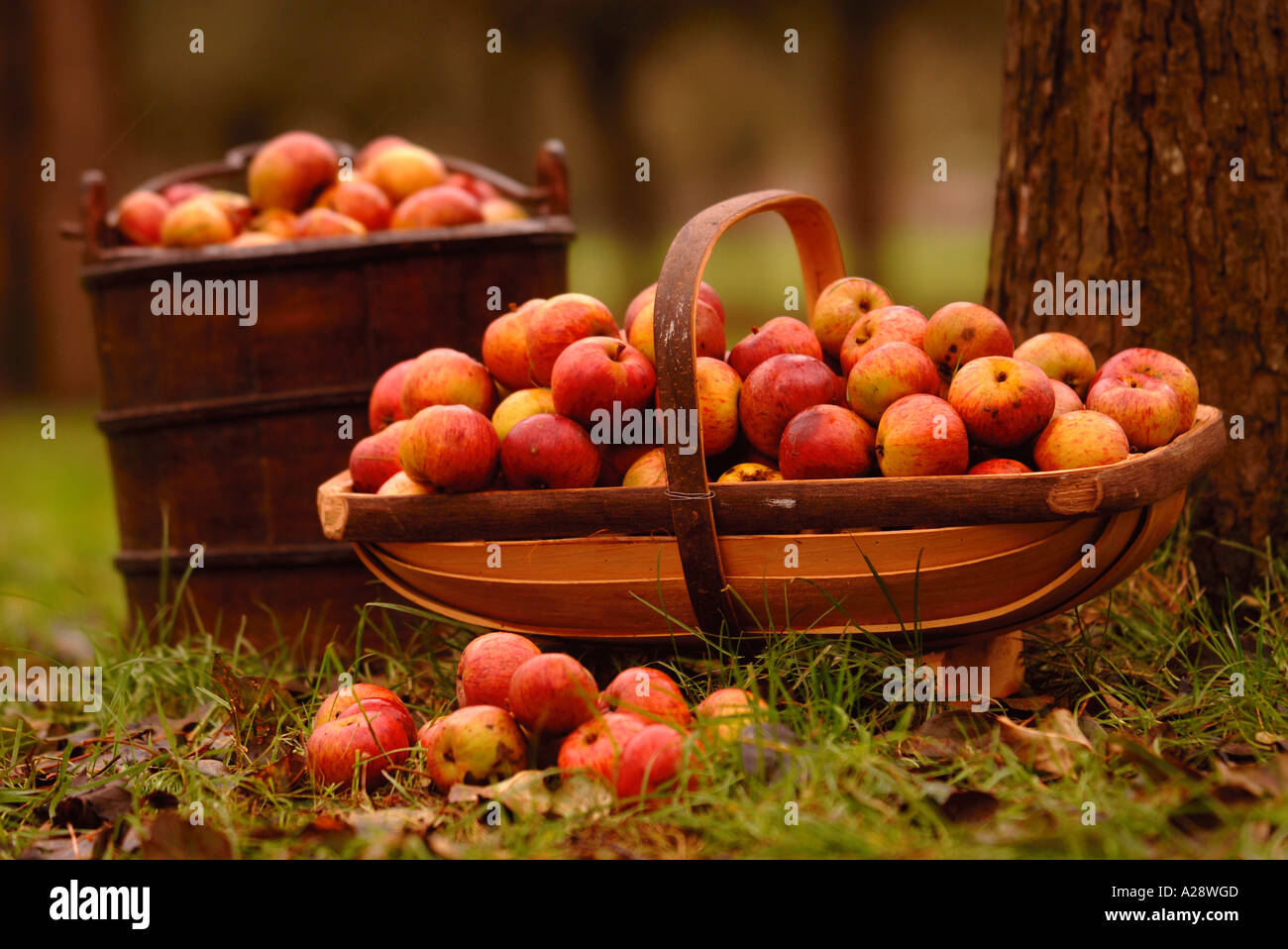 SHEPPYS TRADITIONAL FARM HOUSE ENGLISH DABINETT CIDER APPLES Stock ...