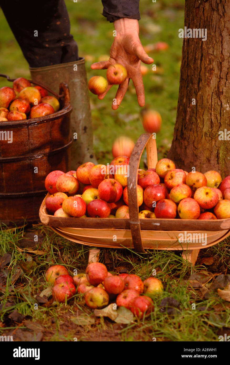 SHEPPYS TRADITIONAL FARM HOUSE ENGLISH DABINETT CIDER APPLES Stock ...