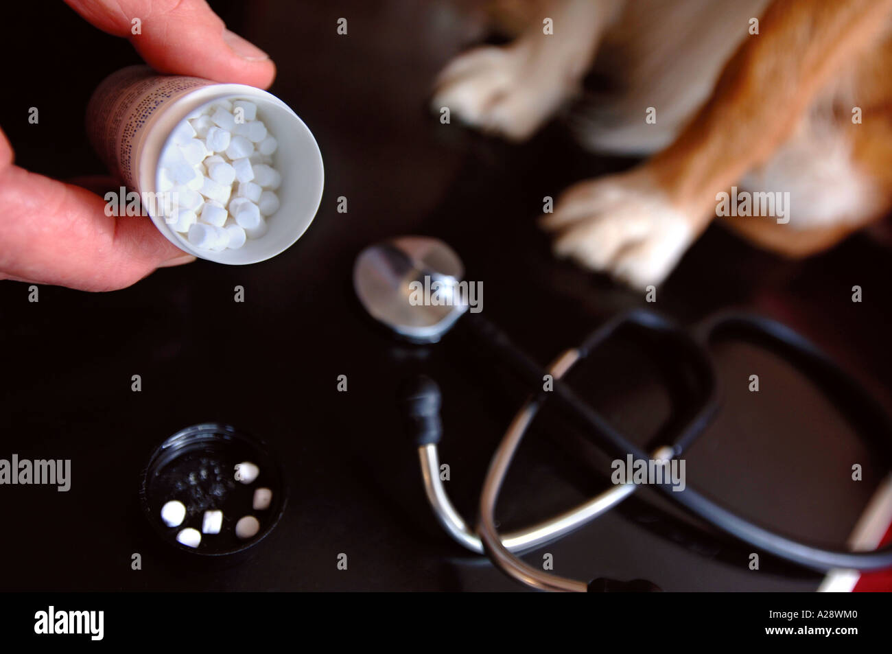 CHRISTOPHER DAY A HOMEOPATHIC VETERINARY SURGEON EXAMINES A DOG IN HIS ...