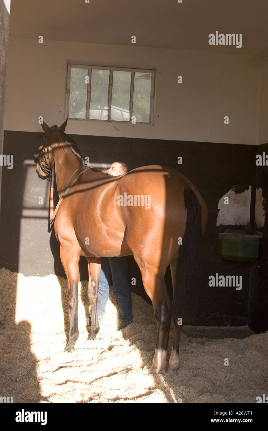 Galop Stock Photos & Galop Stock Images - Alamy